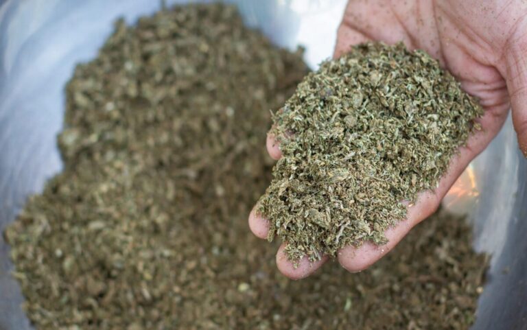 Top Benefits of Using Pre-Ground Cannabis Flower