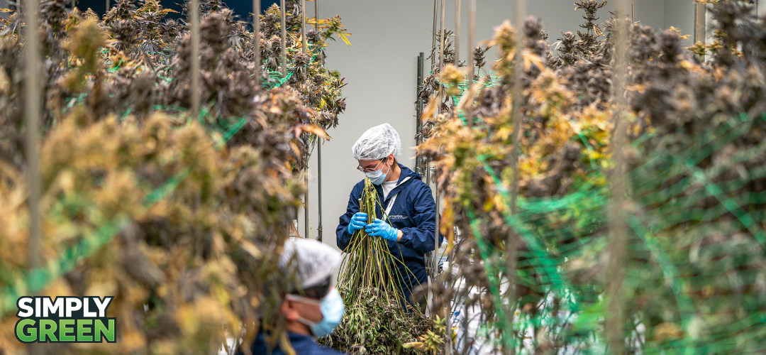 Top 5 Cannabis Oil Products on the Market in 2026