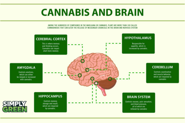 Is Marijuana Addictive? Facts, Myths, and Research